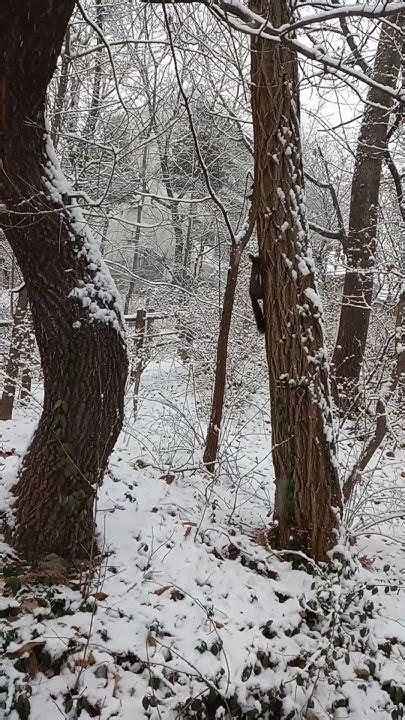 눈 오는 날겨울 산책청설모 친구들좋은 일만 가득하길 조용한 일상 Youtube