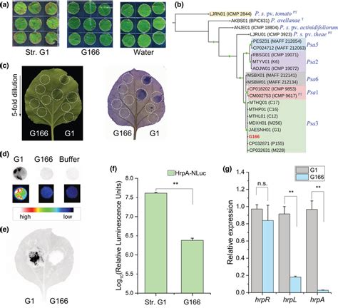 A Nonpathogenic Isolate Of Pseudomonas Syringae Pv Actinidiae Psa Download Scientific