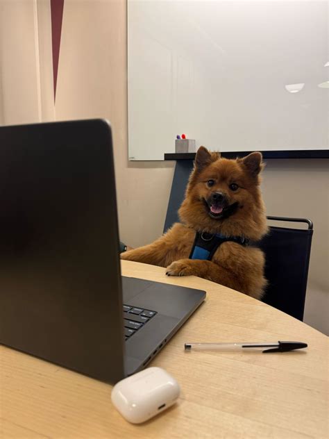 Finally Getting This Guy To Grab Some Of That Internet Money To Pay Rent Didier Rodrigues Lopes