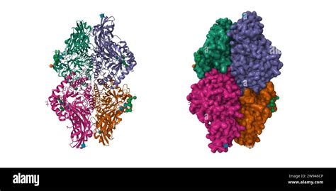 Structure Of Human Beta Glucuronidase 3d Cartoon And Gaussian Surface Models Pdb 3hn3 White