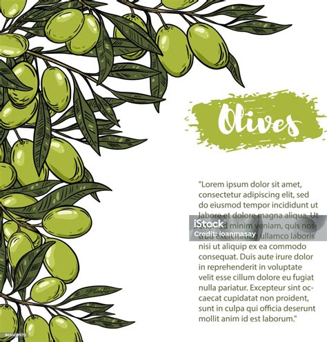 올리브입니다 올리브 브랜치에서 테두리 플라이어 템플릿입니다 포스터 전단지 배너 디자인 요소입니다 벡터 일러스트 레이 션 가리기에 대한 스톡 벡터 아트 및 기타 이미지