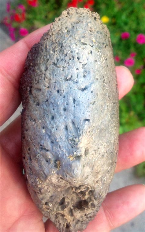 Lets See Your Fossils With Bite Predation Marks Member Collections The Fossil Forum