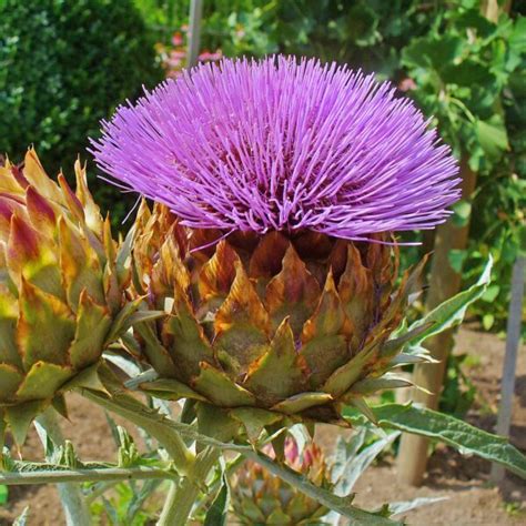 Cynara Cardunculus F Scolymus Articsóka „imperial Star” Min 10