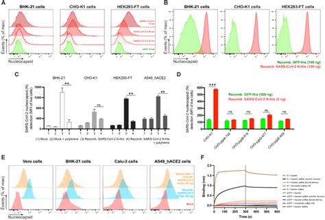 Sars Cov 2 N Cell Surface Binding Is Independent Of Other Viral Genes