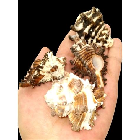 Murex Shells Specimen Variety 4pc Collectors Set ~ 2 To 2 12 L Etsy