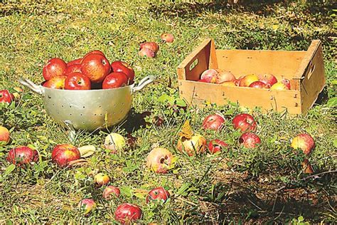 Спазвайте тънкостите при беритбата на плодовете Български Фермер