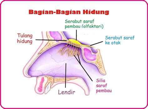 Blogs Dutari Hidung