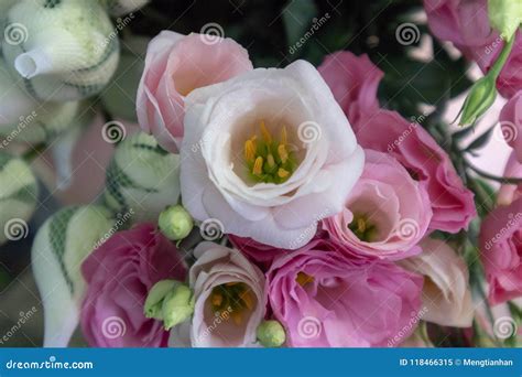 Platycodon Grandiflorus Jacq A Dc Stock Image Image Of Tall