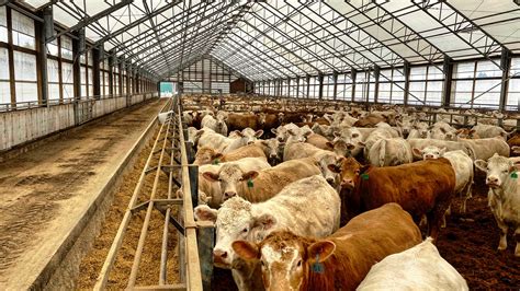 Cattle Usa