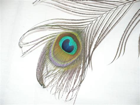 Peacock Feather Wallpapers Wallpaper Cave