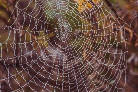 Unraveling The Cobweb Economic Model By Raji Kofoworola Oct 2023