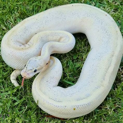Puma Ball Python By Reptilian Zillion Royals Morphmarket