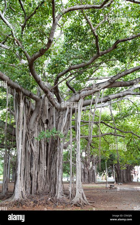 Banyan Tree Ficus Benghalensis Unusual Tree Roots Grow From Branches