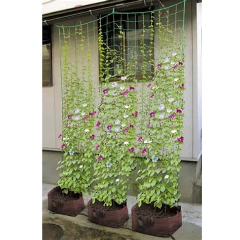 室内快速攀爬植物 阳台最理想的攀爬植物 阳台攀爬植物 大山谷图库