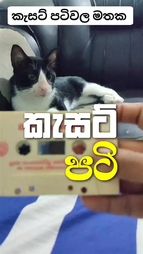 හයිවේ සහ සත්තු හයිවේ සහ සත්තු By රූ සෝ