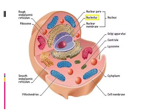 Multifunctional Nucleolus In Plant Cell Growth And Development Pptx