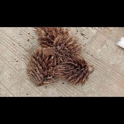 Palm Oil 1 Object Detection Dataset And Pre Trained Model By Palm Oil