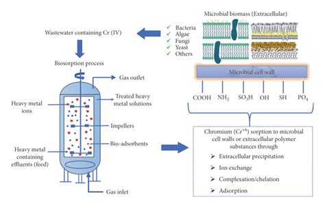 Hexavalent Chromium Cr Vi Biosorption Process By Microorganisms [90] Download Scientific