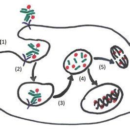 Mechanism Of Action Of ADCs 1 Circulating ADCs Bind To Target Download Scientific Diagram