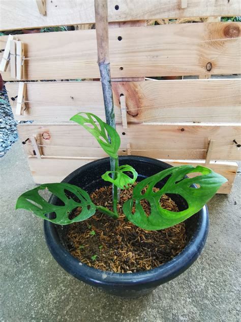 Daisys Garden Sari Sari Pili Lang Po 😊💚 🍀☘️🌿 Loc Dasma