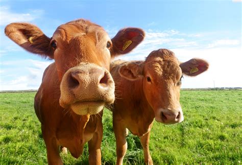 Starting A Dairy Cow Operation Alabama Cooperative Extension System