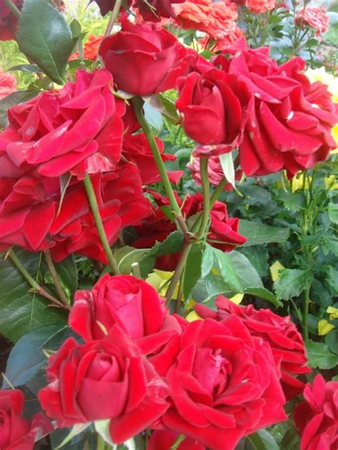 Роза Паганини Описание Фото – Telegraph