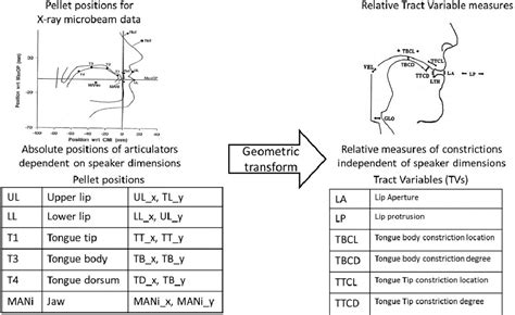 Figure 1 From Enhancing Speech Articulation Analysis Using A Geometric Transformation Of The X