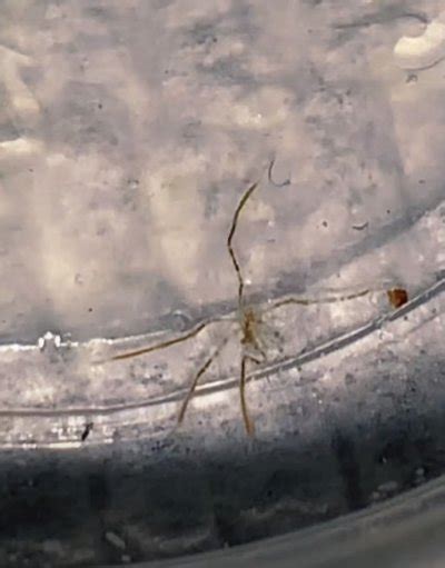 Zoa Spider Reef2reef