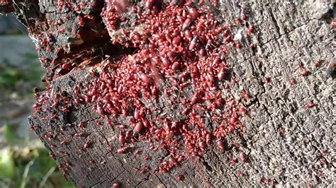 What Are Those Very Tiny Red Bugs Back Gardener