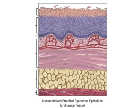 Nonkeratinized Stratified Squamous Epithelium Quiz
