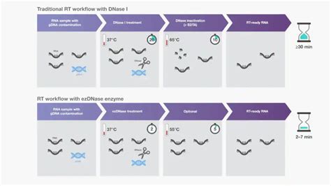 CDNA Synthesis Principle Protocol Biology Notes Online