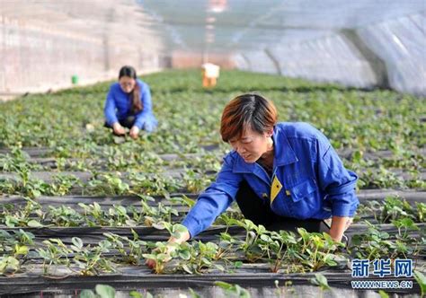 河北青縣合作社助農增收 每日頭條