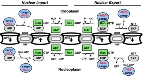 Lesson 4 Protein Sorting And Modification Flashcards Quizlet
