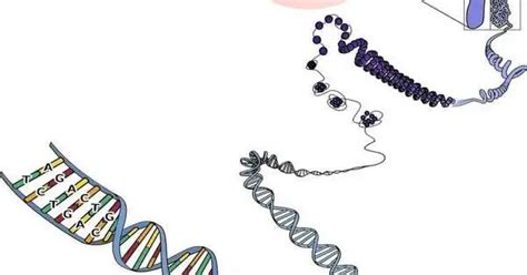 Researchers Create A New More Accurate Computational Method For Long Read RNA Sequencing QS