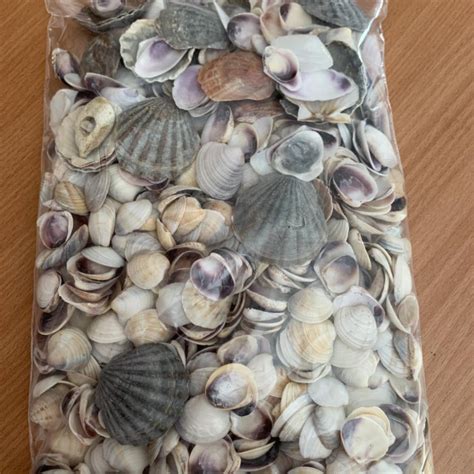 Морской коктейль из ракушек – купить в Красноярске, цена 500 руб., дата ...