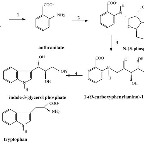 PDF Catharanthus Terpenoid Indole Alkaloids Biosynthesis And Regulation