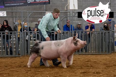 American Royal Market Hogs The Pulse