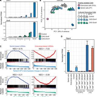 Reprogramming Of Sex Biased Gene Expression By DMRT And SOX In Download Scientific Diagram