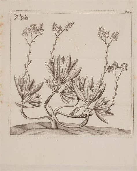 Pietro Arduino Alchetron The Free Social Encyclopedia