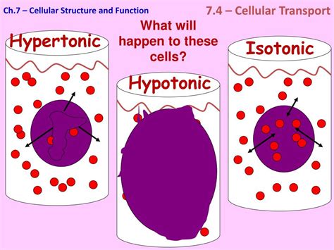 Ppt Ch 7 Cellular Structure And Function Powerpoint Presentation