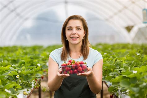 베스트 온실에서 근무 하는 농업 엔지니어와 명의 하 재배 딸기 자 상자 딸기 따기 농장 딸기 작물 개념에 Berrying 여자