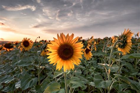 경치 경치가 좋은 고요한 골든 아워 넬슨 노란색 녹지 농업 농업의 농장 농촌의 미국 미국 중서부 밝은 북미 선명한 성장 수평선 식물 식물군