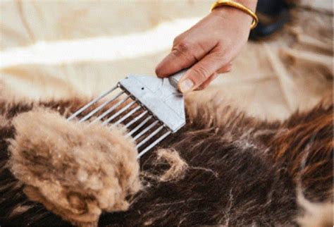 Танлц Ноолуурын үнэ ханш