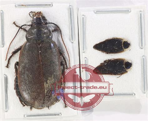 Blattodea