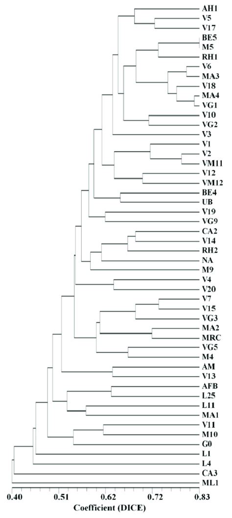 Dendrogram Showing The Genetic Relationships Among The Selected Set Of Download Scientific
