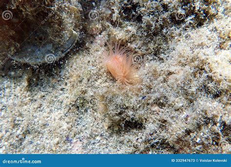 Limaria Hians Gaping Fileclam Underwater Image Into The Mediterranean Sea Stock Image Image
