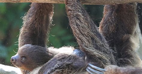 아기 나무늘보 엄마 품이 제일 편해