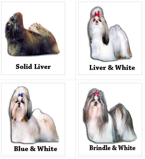 Coats And Color Patterns Shurbeez Shih Tzu