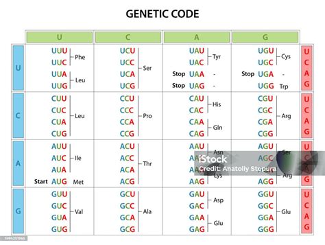 The Genetic Code Table Stock Illustration Download Image Now