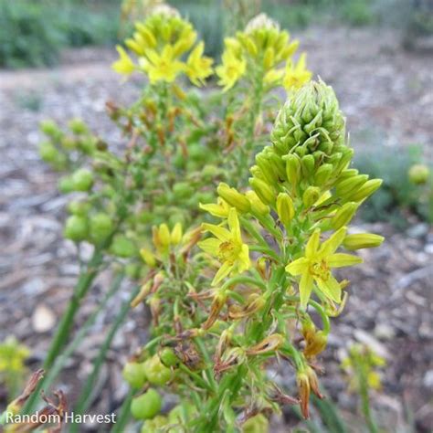 Bulbine Inflata 100 Seeds Lifestyle Seeds